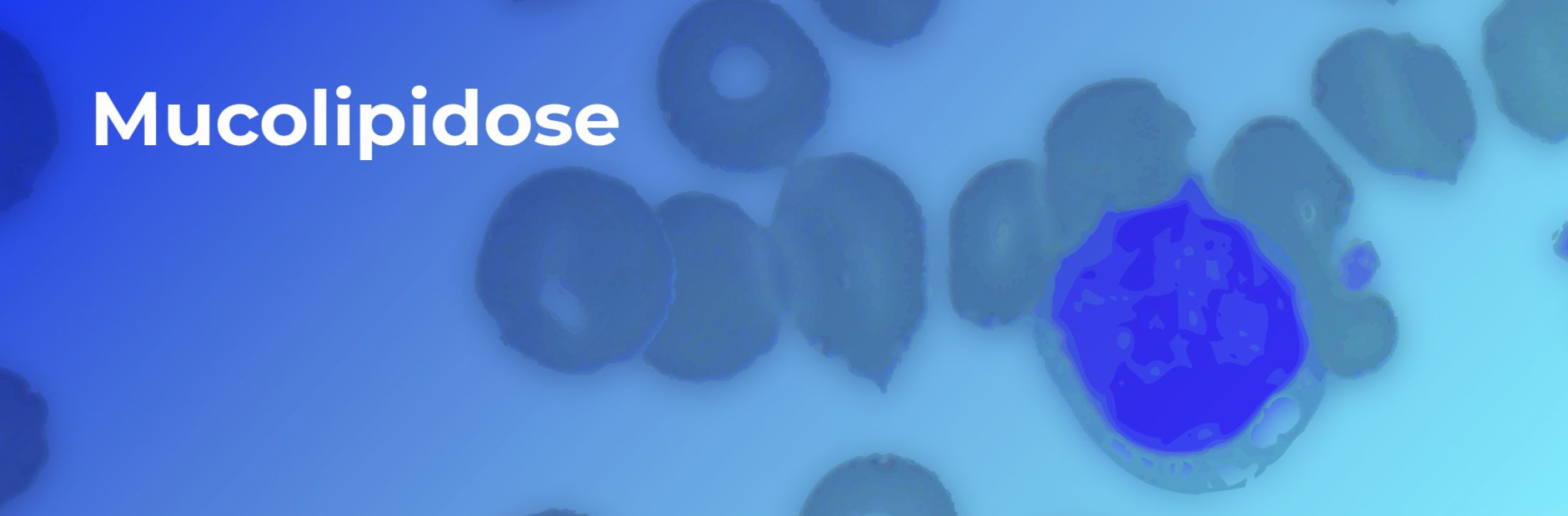 Mucolipidose - Centrum voor Lysosomale en Metabole Ziekten, Erasmus MC